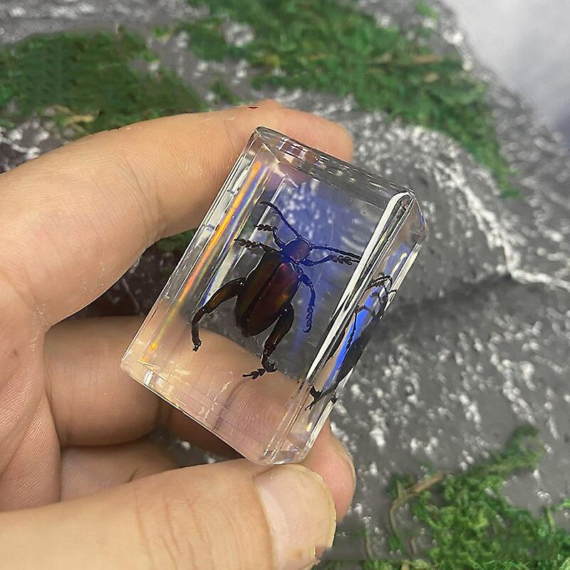 Insect Resin Animal Specimen Spider Varied Crab Scorpion Scarab ...