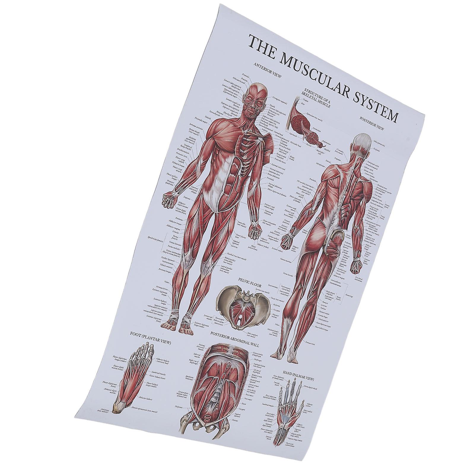 Muscle Anatomy Poster Color Human Muscle Chart for Classrooms Clinics ...