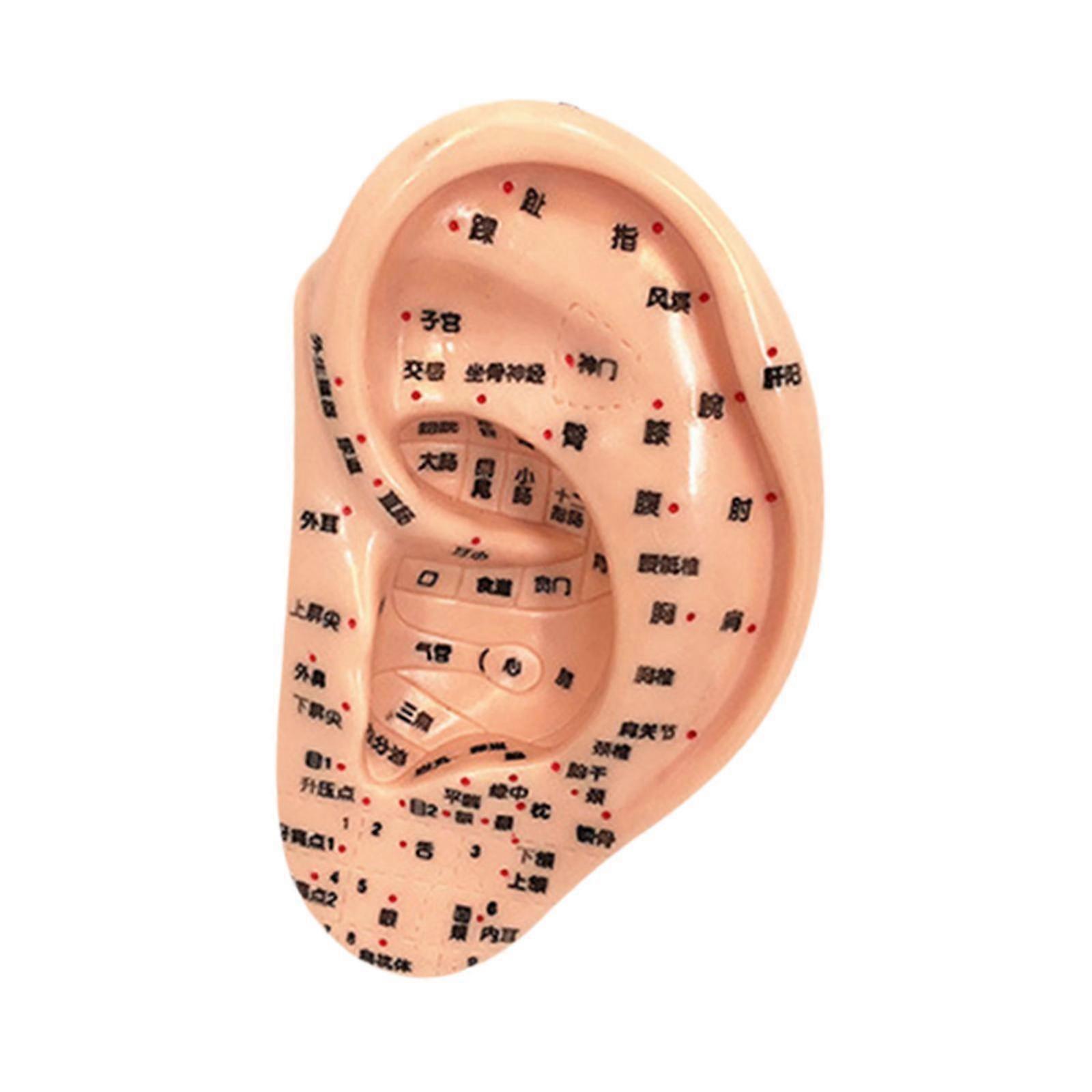 Ear Acupuncture Model Reflexology Acupoint Learning Display ...