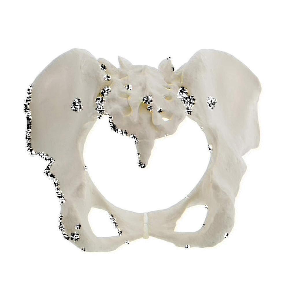 Life Size Female Pelvis Model, Hip Model - Female Anatomy Model, Hip ...
