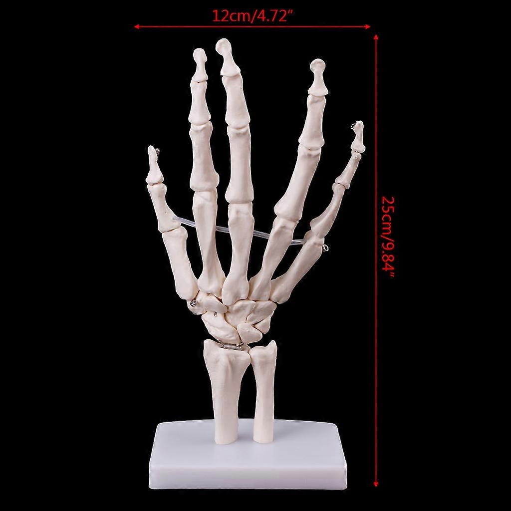 Hand Joint Anatomical Skeleton Model Human Medical Anatomy Study Tool ...