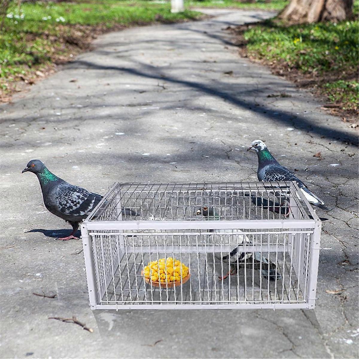 Auto Trap Bird Cage Trap bird Cage Entry Only No Exit Bird Cage ...
