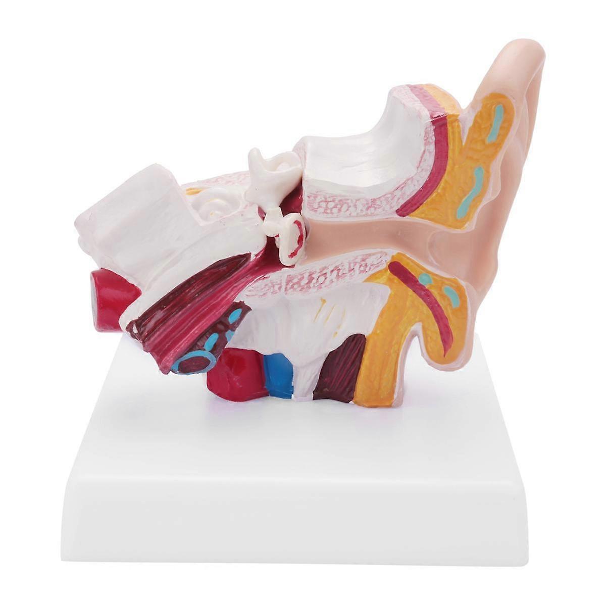 1.5 Human Ear Anatomy Model Showing Organs Structure Of the Central and ...