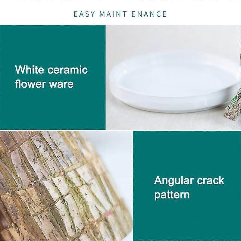 Mini Brazilian Wood Potted Plants Clean Air Lucky Wood Plant Pot ...