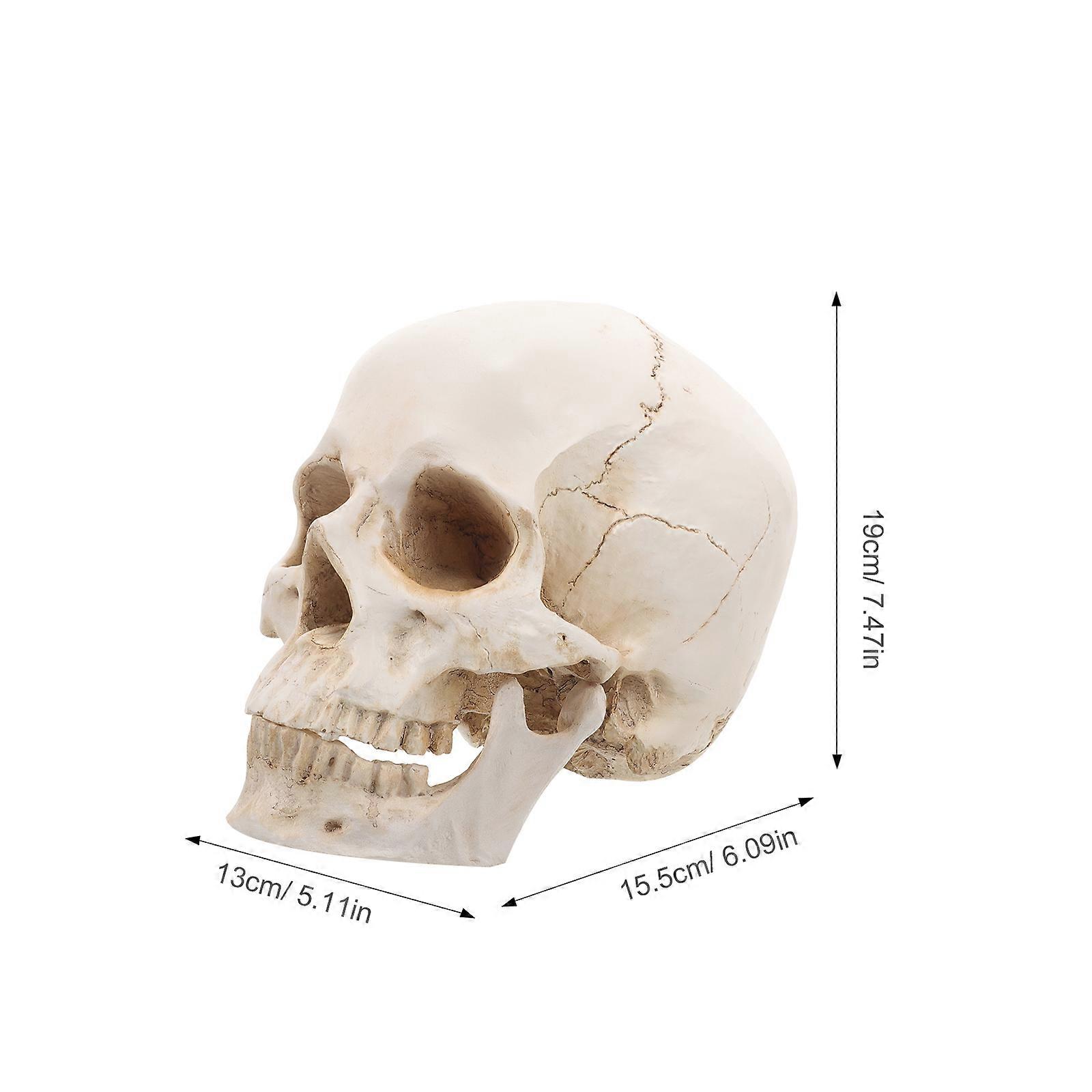 Medical Skull Model Detachable Human Skull Model Realistic Human Skull ...