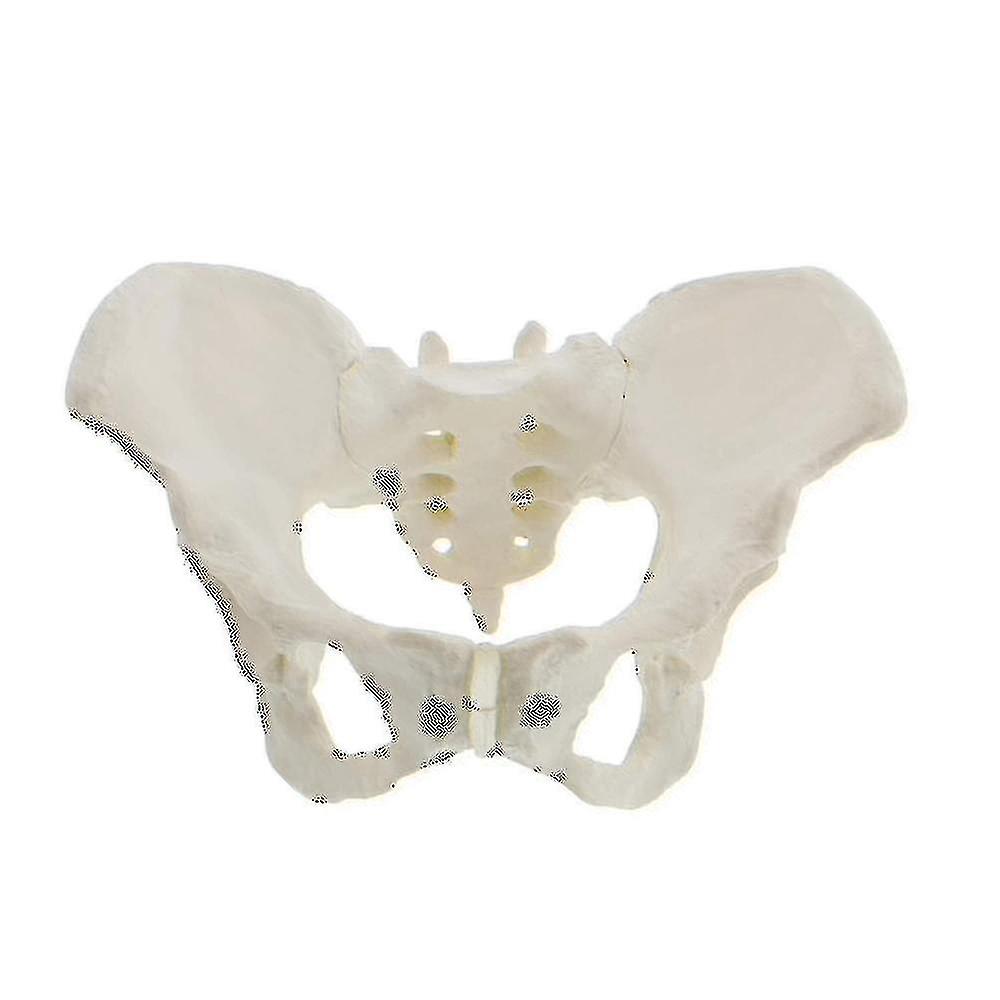 Life Size Female Pelvis Model, Hip Model - Female Anatomy Model, Hip ...