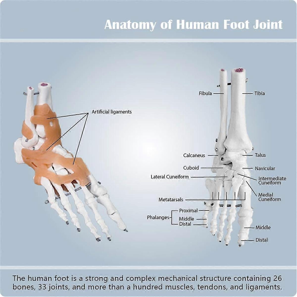 Foot Joint Model with Ligaments, Human Anatomy Model, Life Size ...