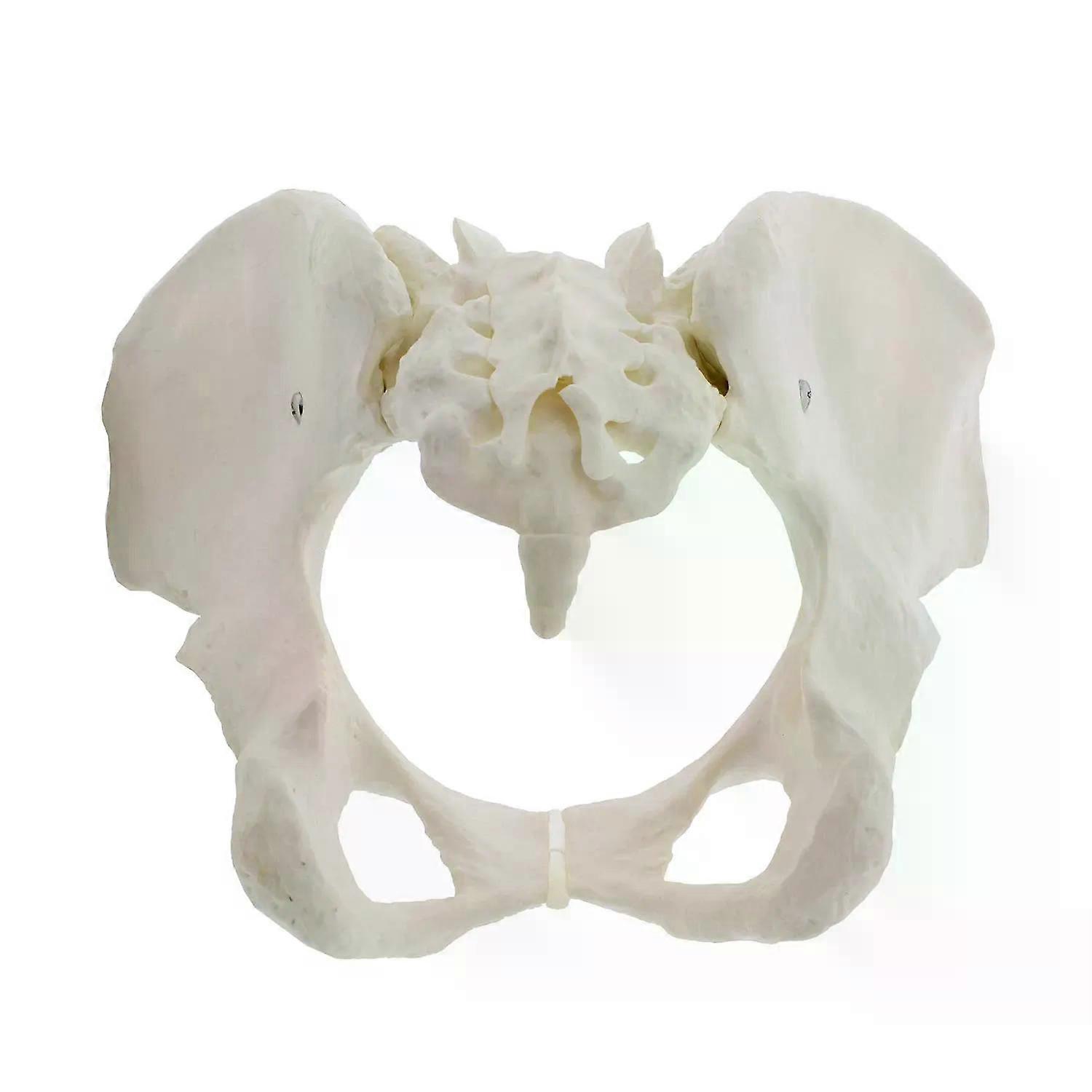Life Size Female Pelvis Model Hip Model - Female Anatomy Model Hip Bone ...