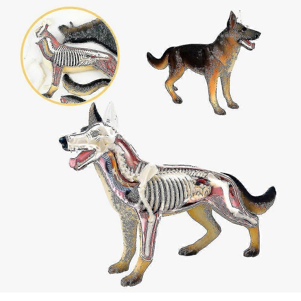 Animal Anatomy Model 4d Dog Intelligence Assembling Toy Teaching ...