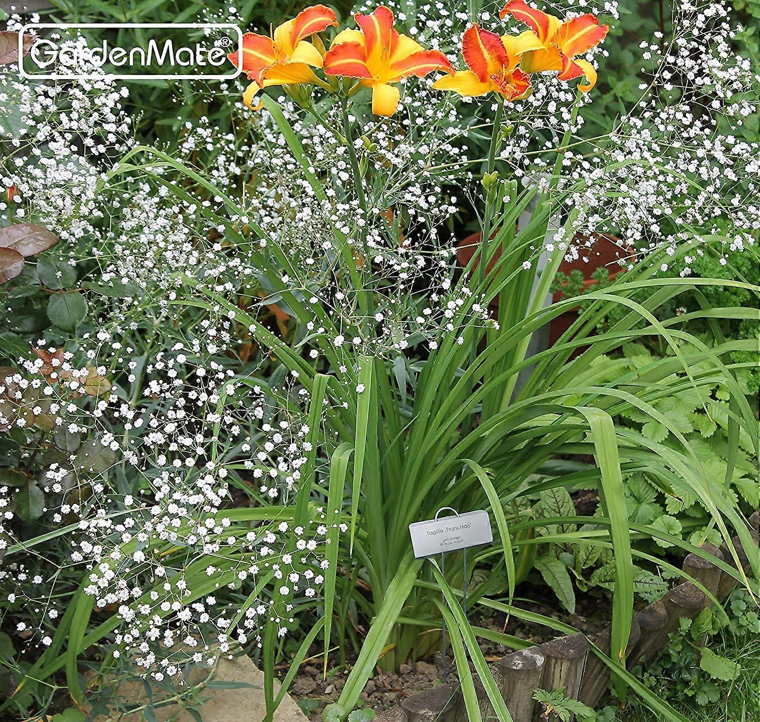 25x plant signs,large type, made of metal - height 27cm,labeling field ...