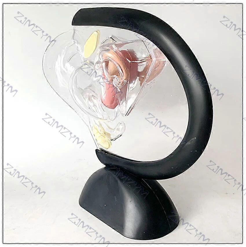 Female Reproductive System Model Transparent Uterus Model Female ...