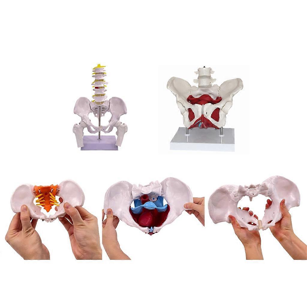 Movable Pelvis Model Female Pelvic Structure Anatomy Model Midwifery ...