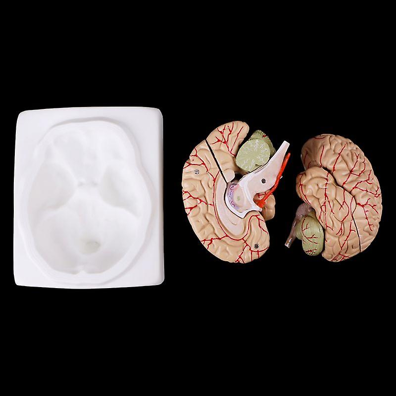 Medical Props Model Free Postage Disassembled Anatomical Human Brain ...