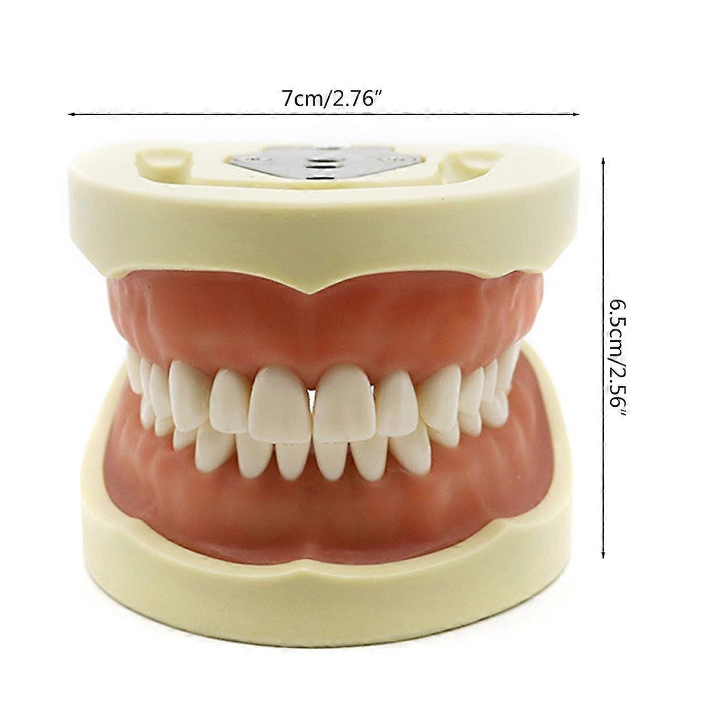 Dental Demonstration Teeth Model With All Removable Teeth Standard ...