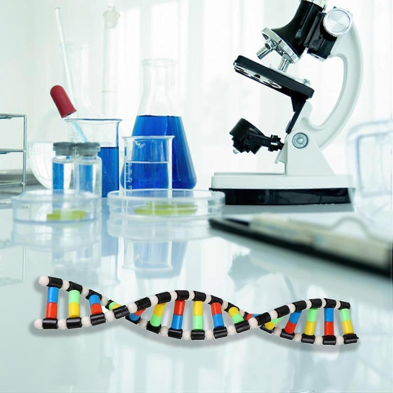 DNA Model Kit - Double Helix Structure Assembly DNA Model - Educational ...
