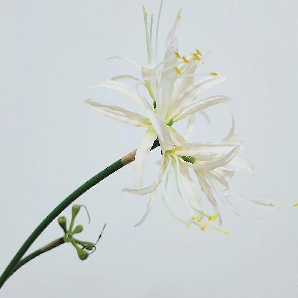 5 Pcs Spider Lily Artificial Stone Garlic Bulb Long Stem Real Touch ...