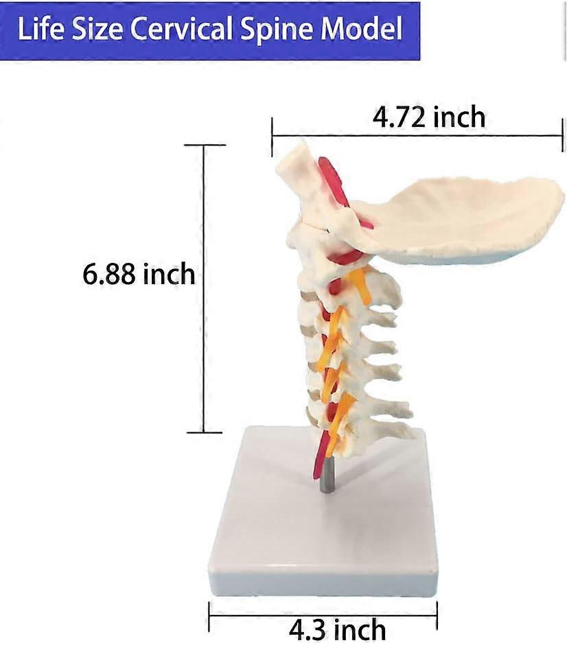 Cervical Spine Model with Nerves, Life Size Cervical Vertebral Spine ...
