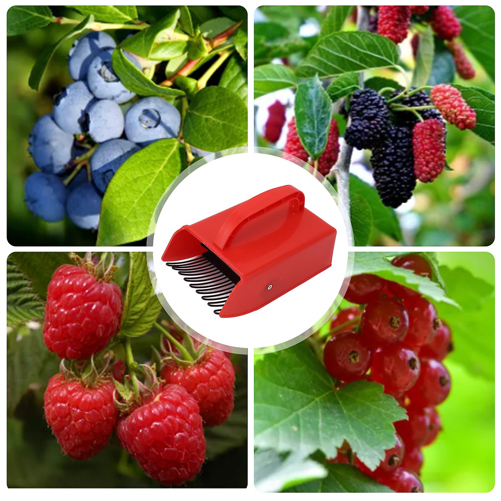 Blueberry Picker Scoop Berry Rake Hand Garden Farm Tool with Metallic ...