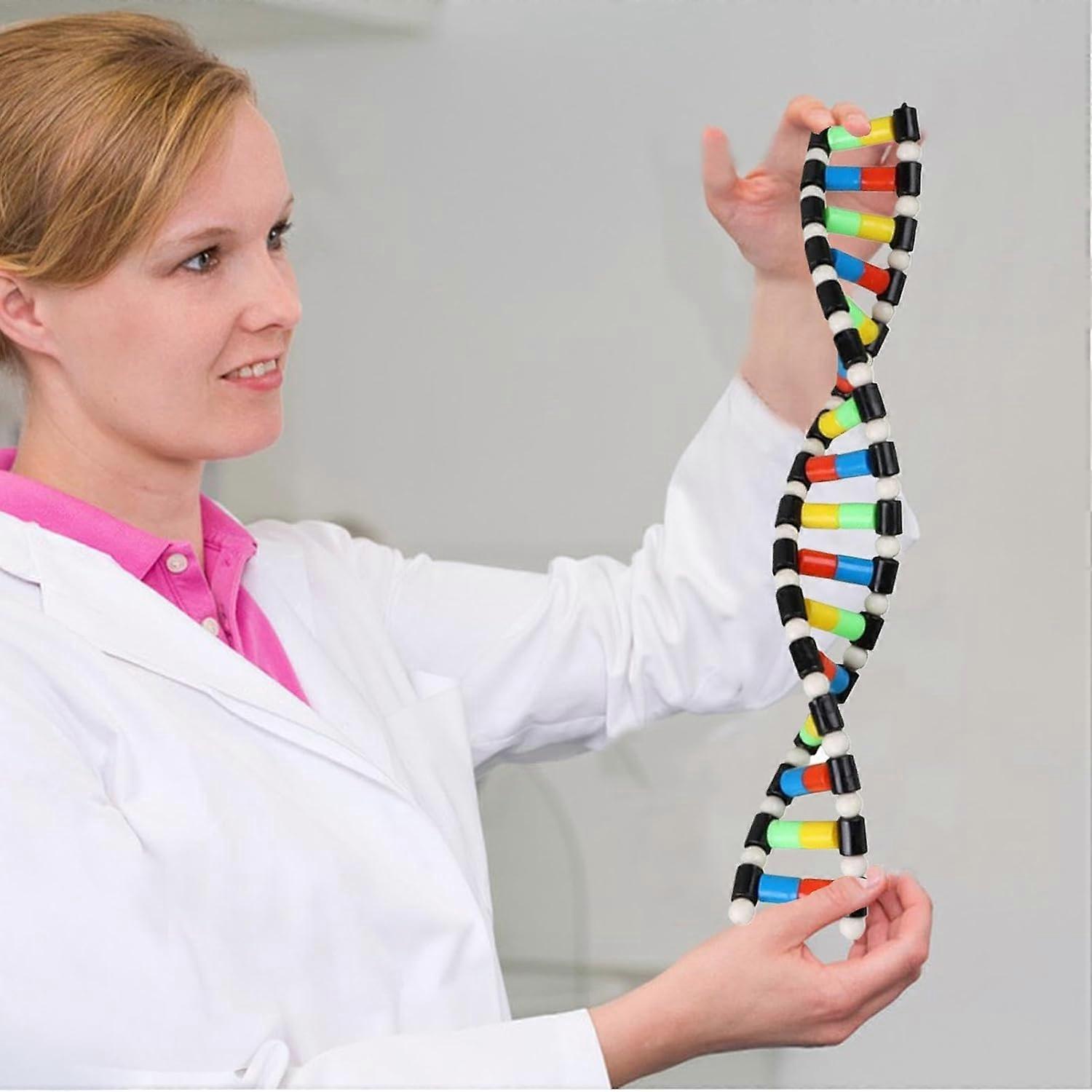 DNA Model Kit - Double Helix Structure Assembly DNA Model - Educational ...