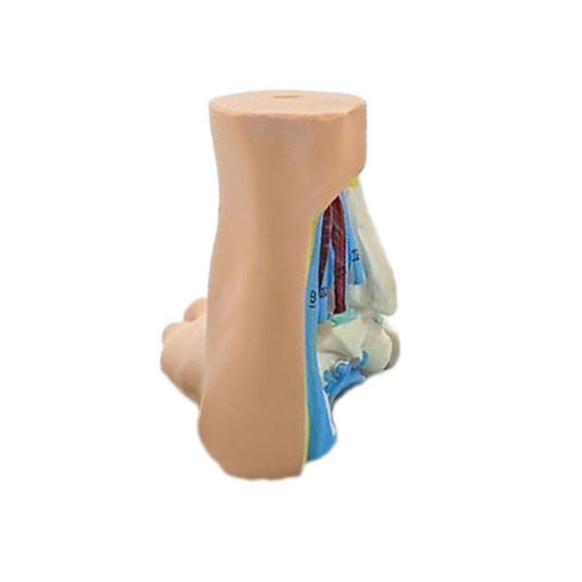 Foot Anatomy Model, Human Anatomy Foot Model, Normal Flat Arched Foot ...