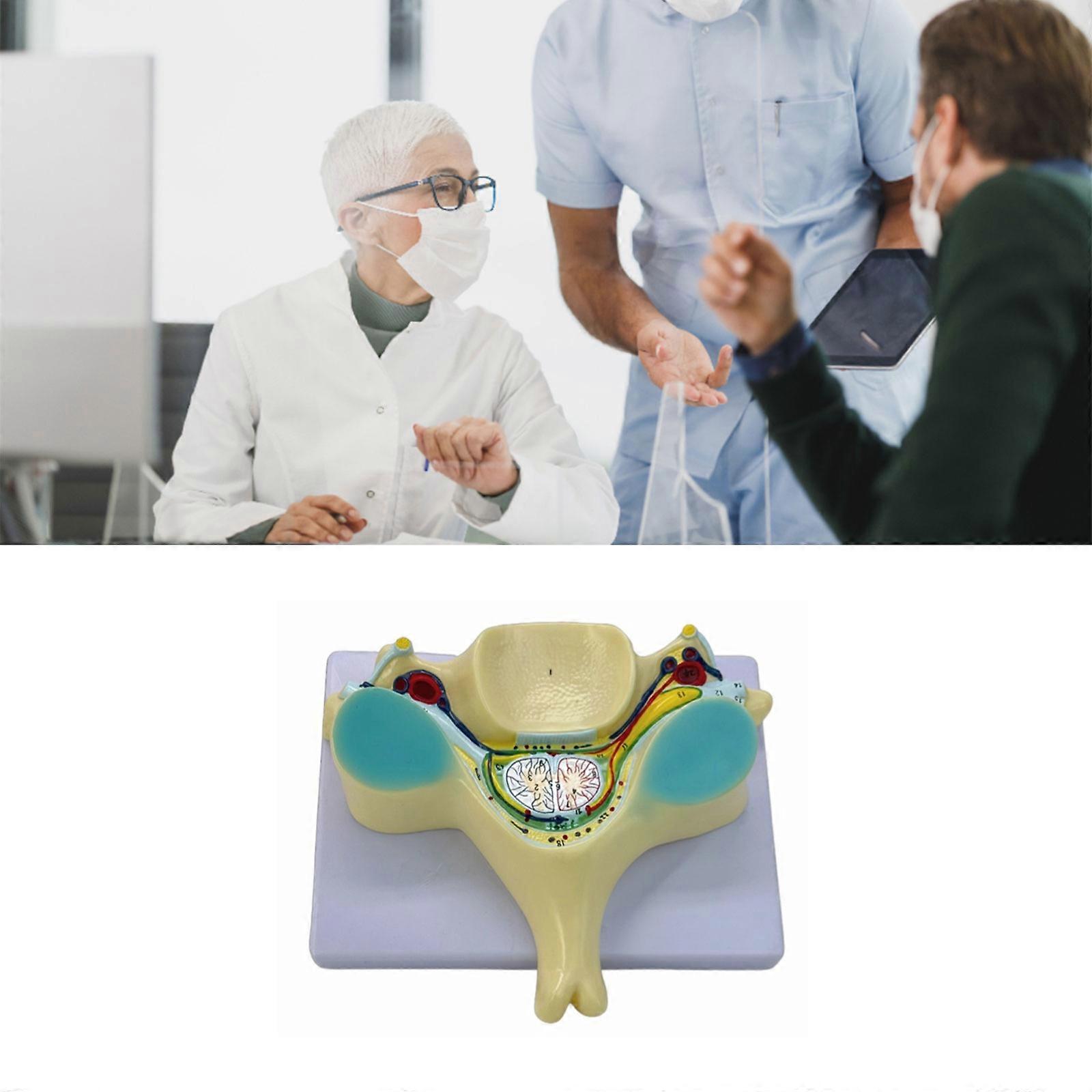 Enlarged Fifth Cervical Spine Model Medicals Model Humans Bone Model ...