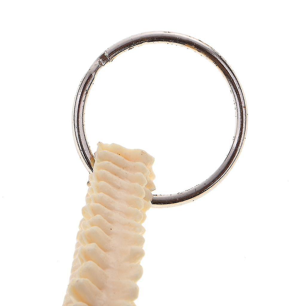 Human Spine Key Chain Small Spine Model Spine Human Spine Specimen ...