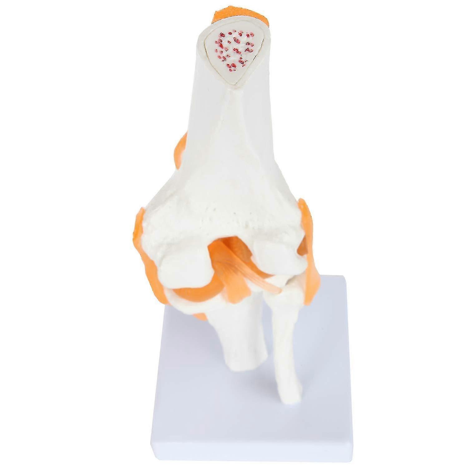 Knee Model Anatomy - Anatomically Correct Knee Joint Model With ...