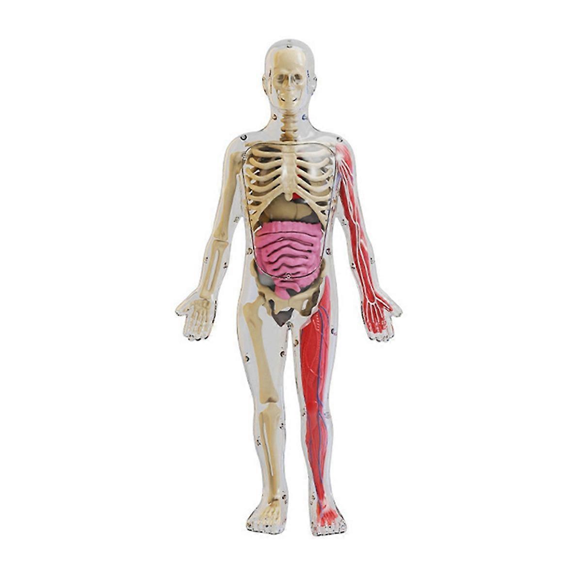 DIY Assembly of Noctilucent Human Organ Skeleton Model Anatomy for ...