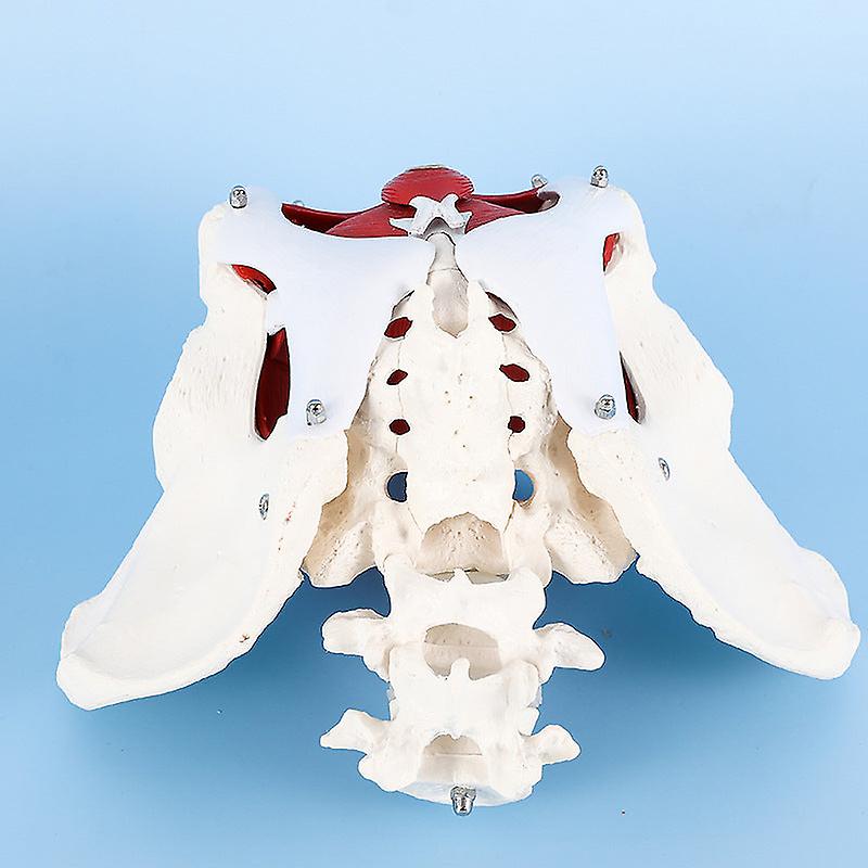 Human body model female pelvic lumbar pelvic floor muscle model two ...