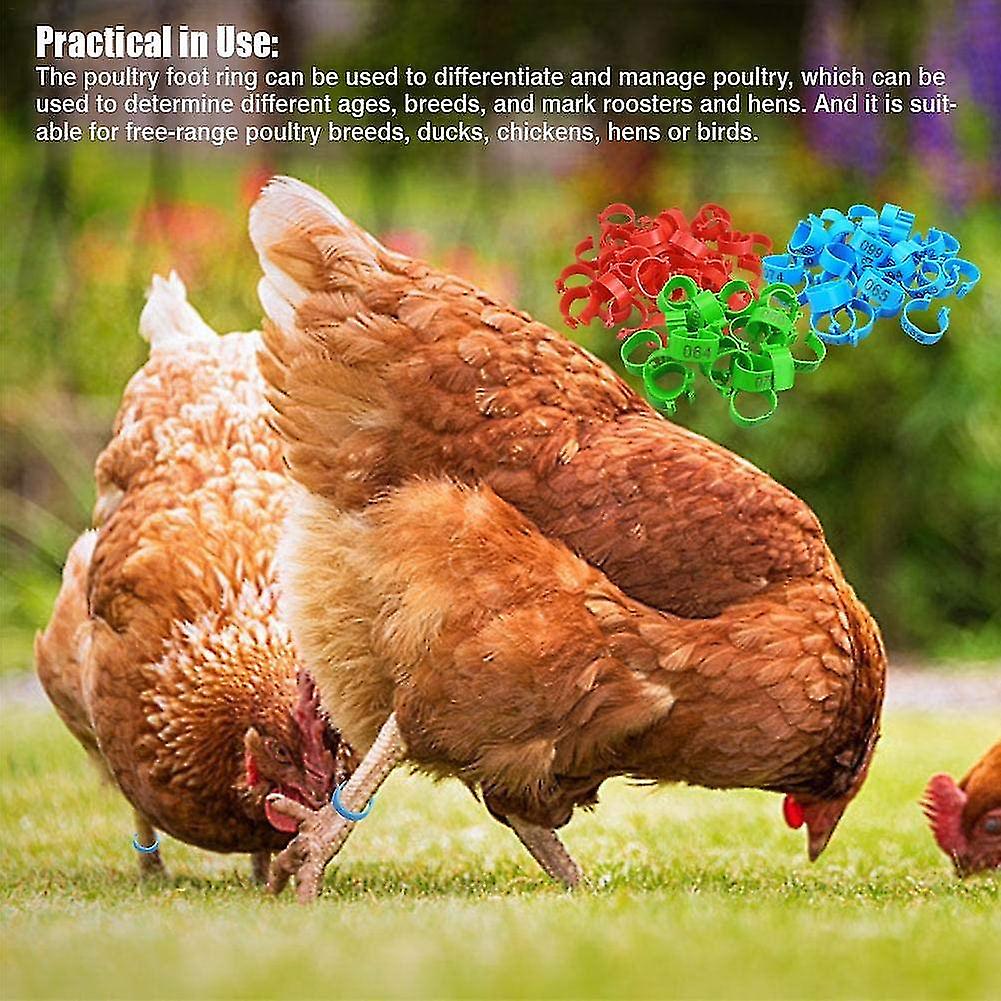 Poultry Band Leg Rings For Chicken, Hen, Duck, Foot Rings, Leg Bands ...