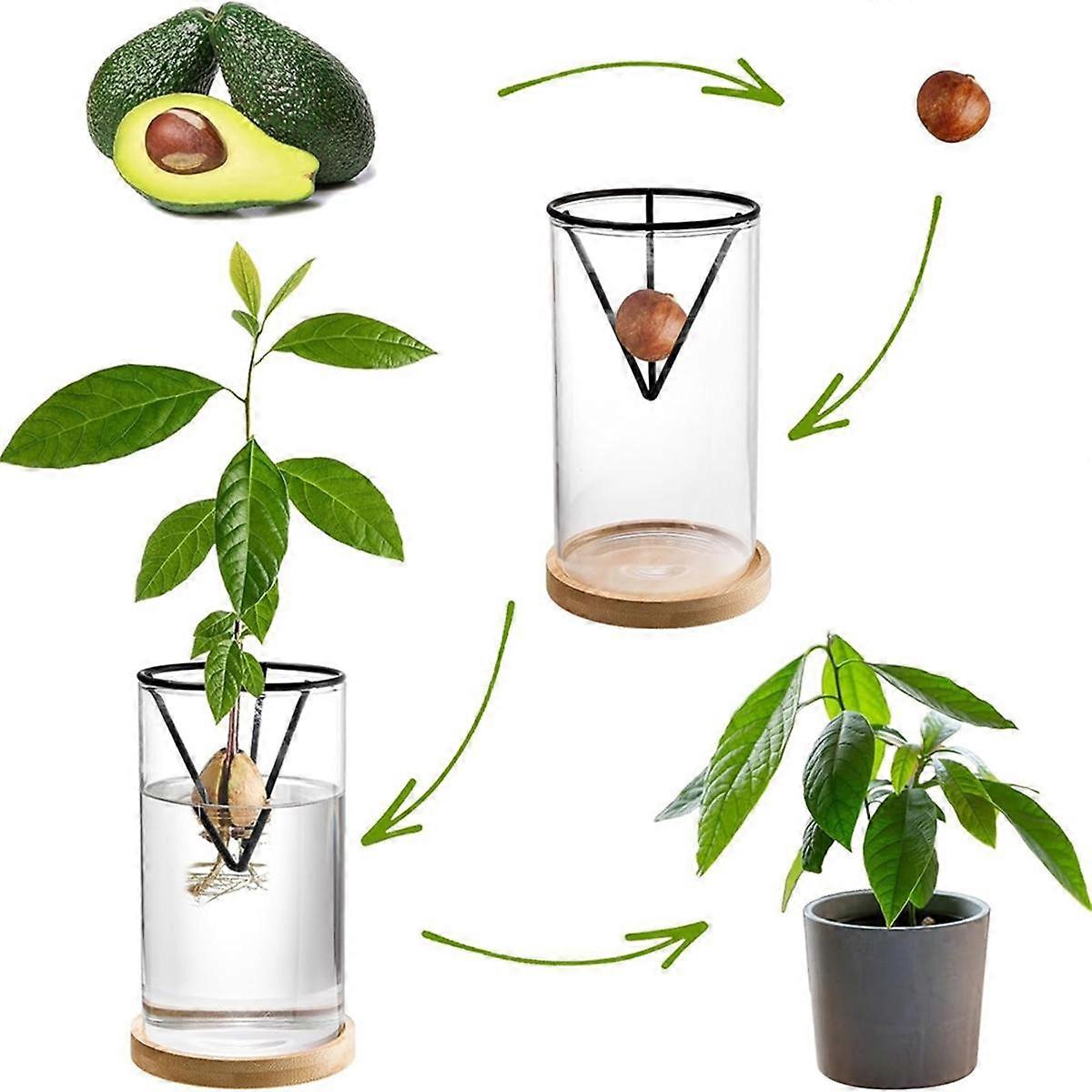 3 Pack Avocado Tree Growing Kits, Glass Avocado Seed Vase with Triangle ...