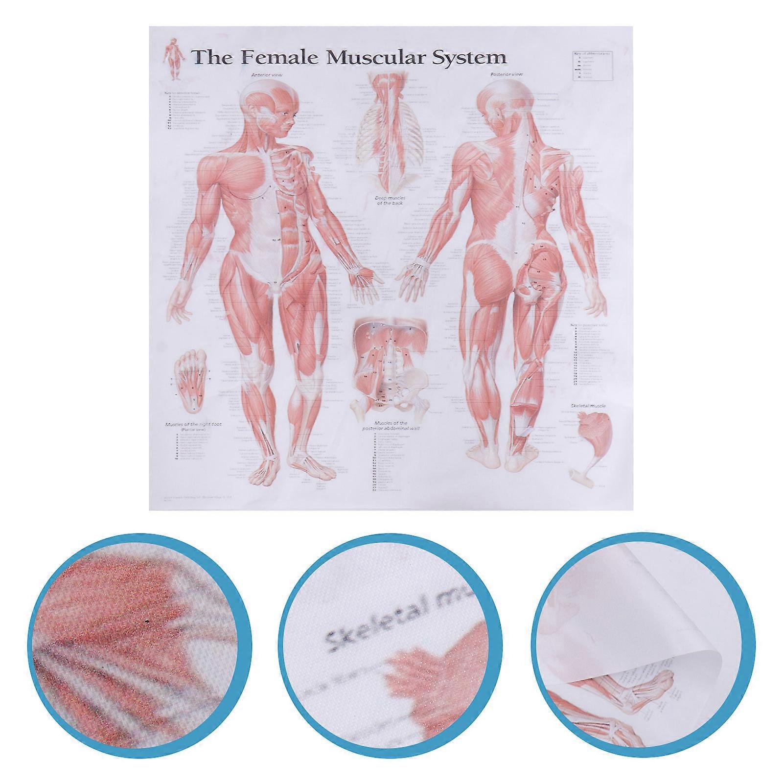 Human Anatomical Charts Musculoskeletal Picture Muscle Anatomy Chart ...