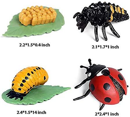 Ciclo de crecimiento de la mariquita insecto Figura Modelo del ciclo de ...