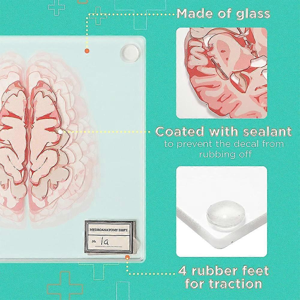 Anatomic Brain Specimen Coasters - Unique Medical Student Gifts - Human ...