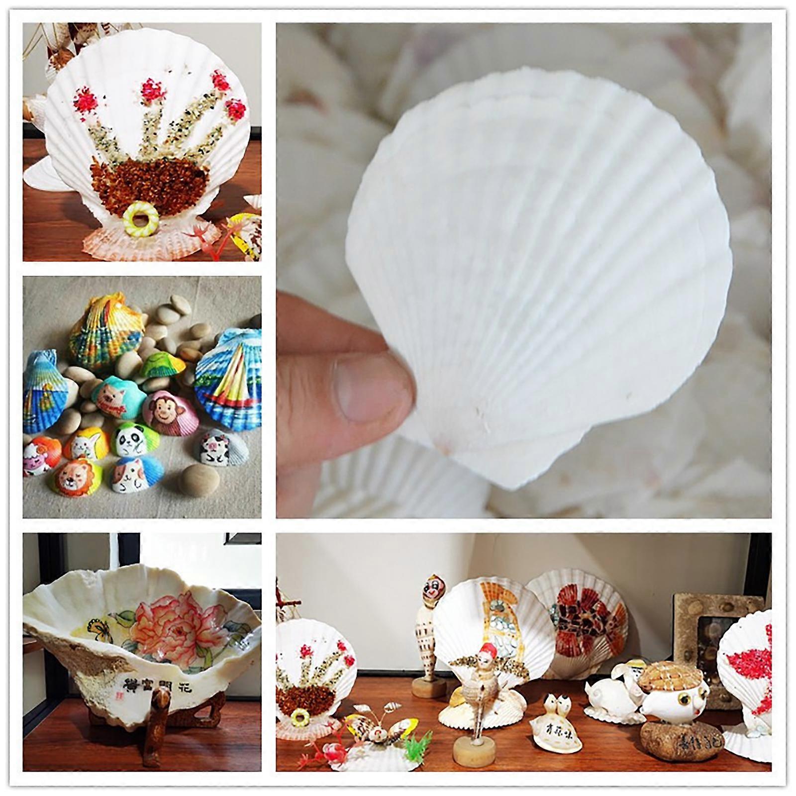 10PCS Smooth White Craft Shells Natural Scalloped Shells For DIY Art ...