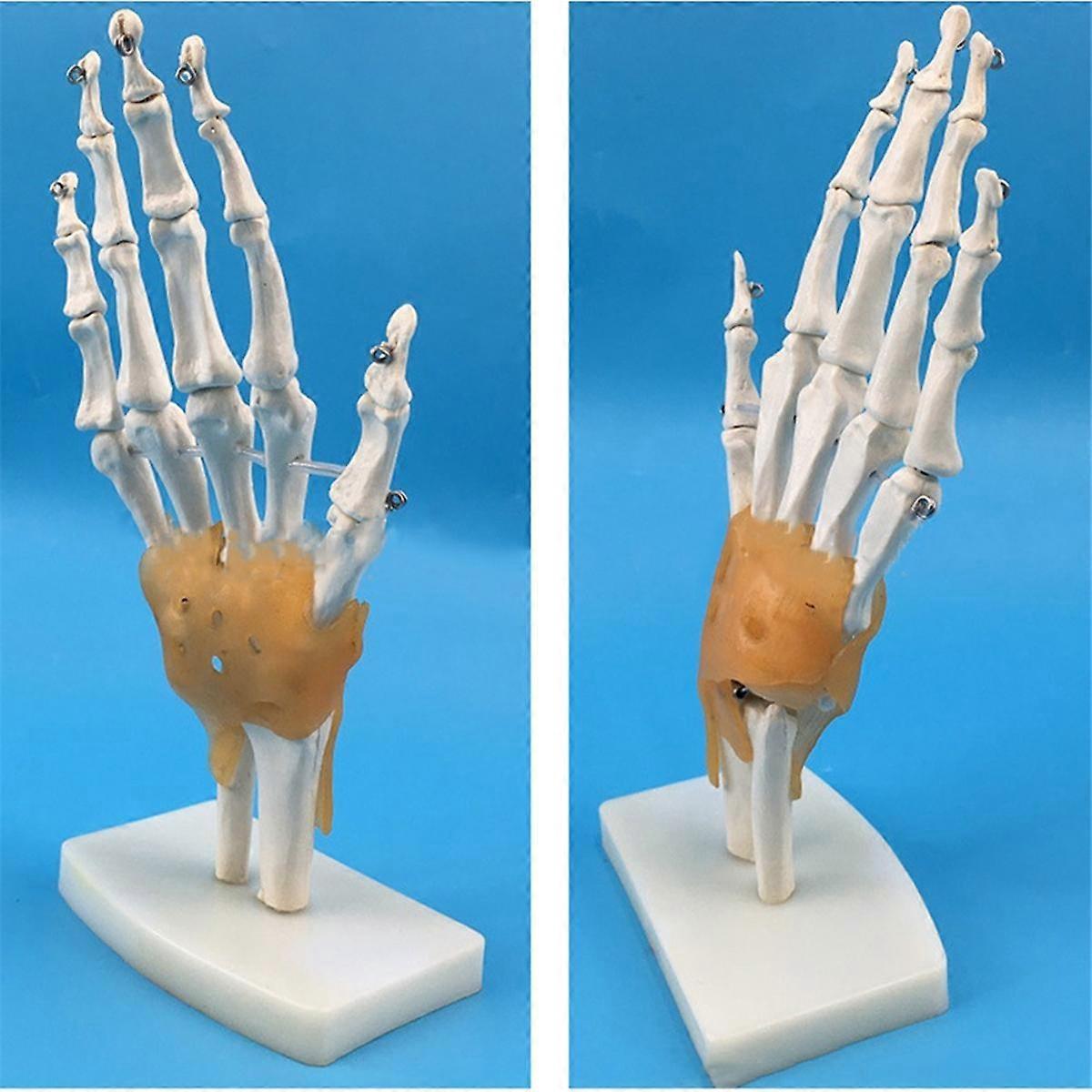 Human Hand Joint Model with Ligaments, Flexible 1:1 Scientific Life ...