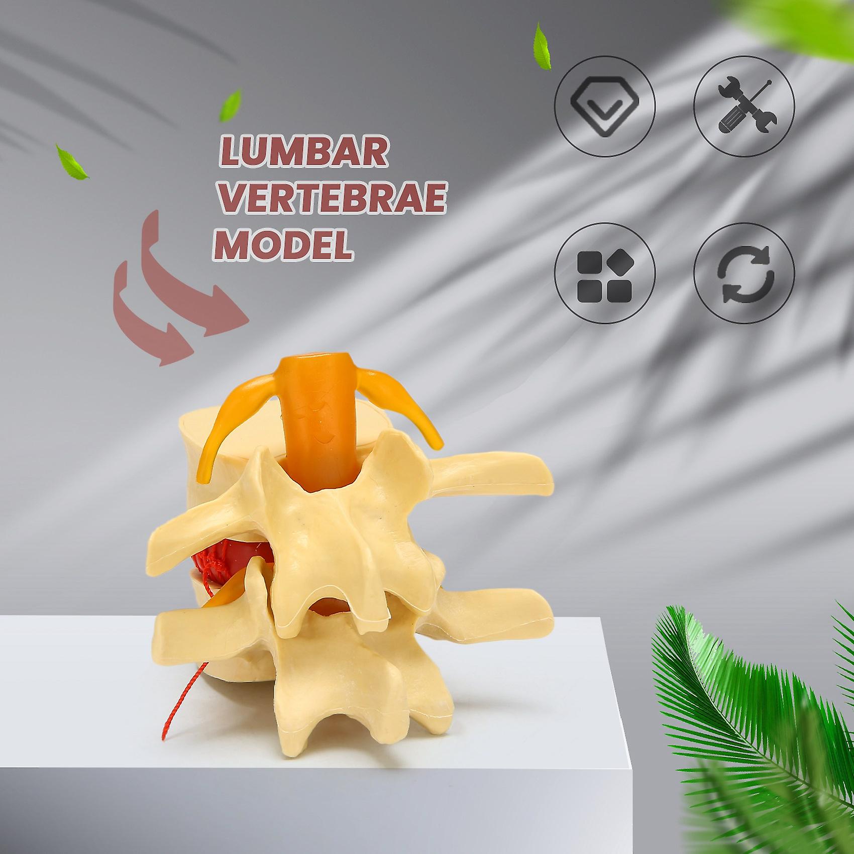Lumbar Vertebrae Model Anatomical Spine Lumbar Disc Herniation Anatomy ...