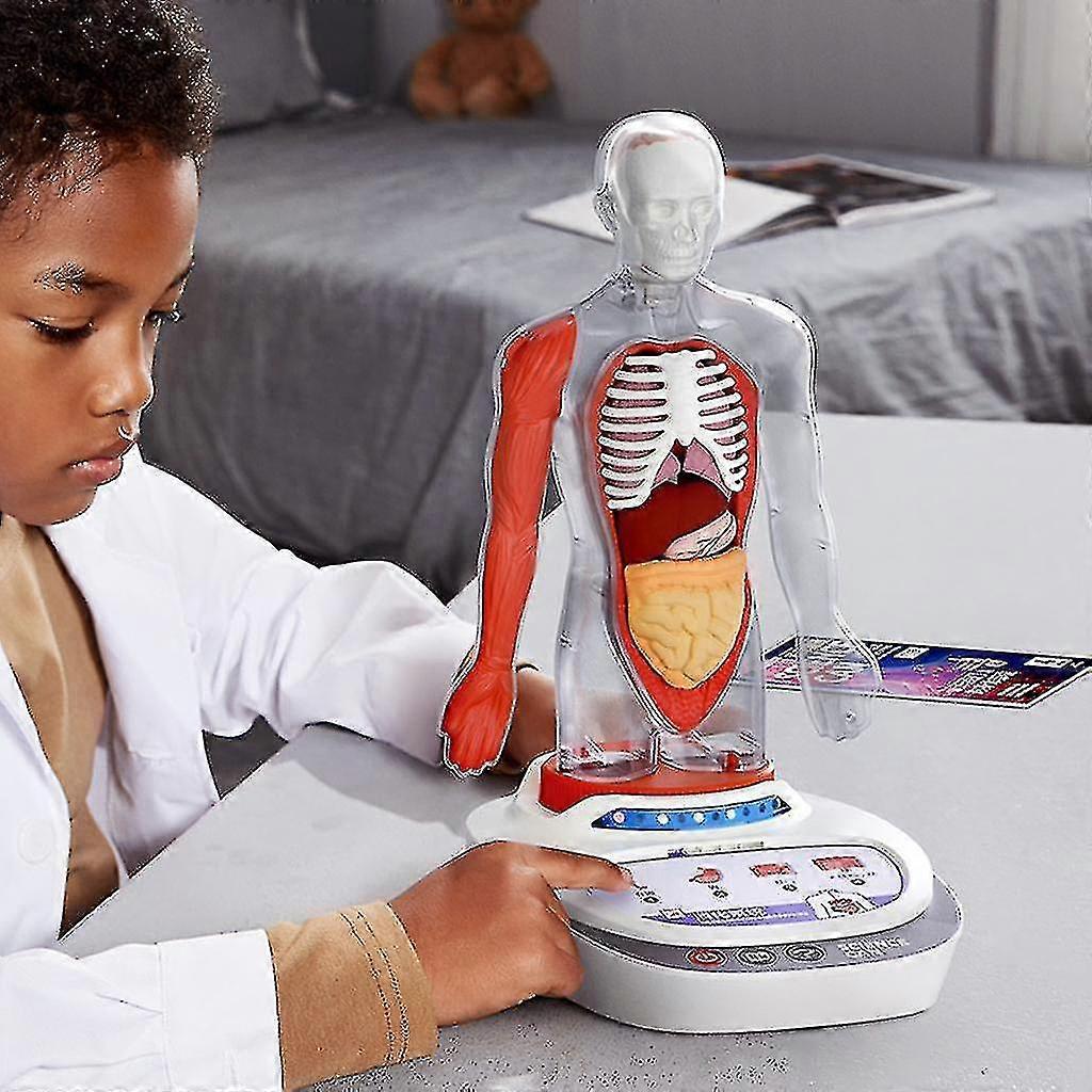 Plastic Human Torso Body Anatomy Model Realistic Learning Talking ...