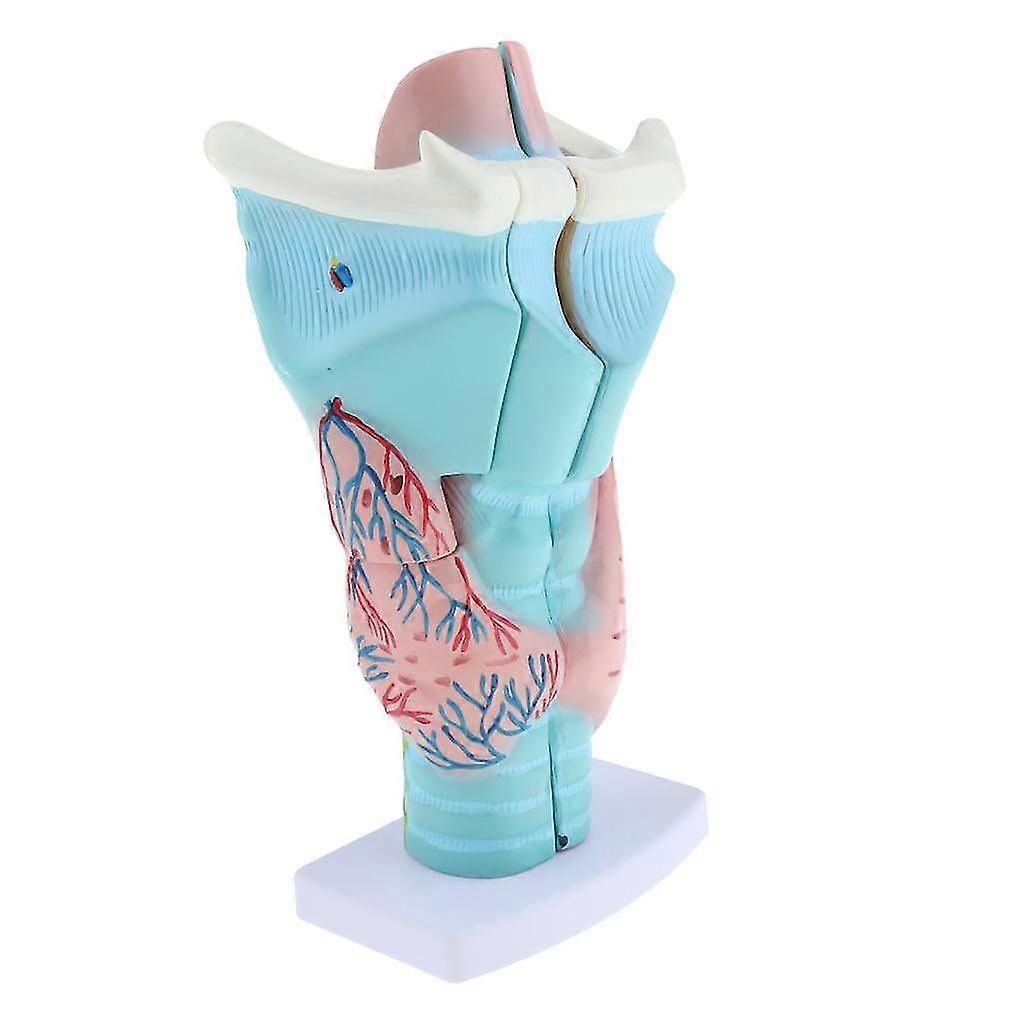 3x Magnified Human Larynx Anatomical Model Medical Anatomy Throat Model ...