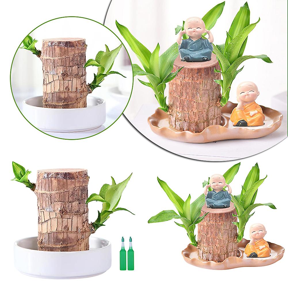 Lucky Brazilian Wood Stump Fast-Growing Mini Tree Good Fortune ...