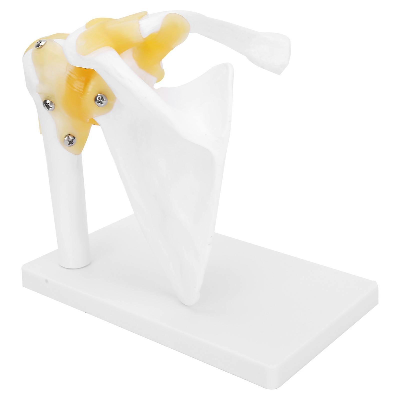 1:1 Life Size Human Anatomy Shoulder Joint Model Shoulder Blade Model ...