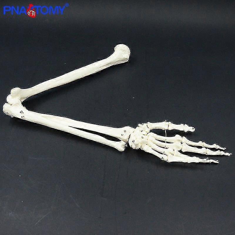 Life Size Upper Limb Bone Model Hand Scapula Clavicle Flexible Skeleton ...