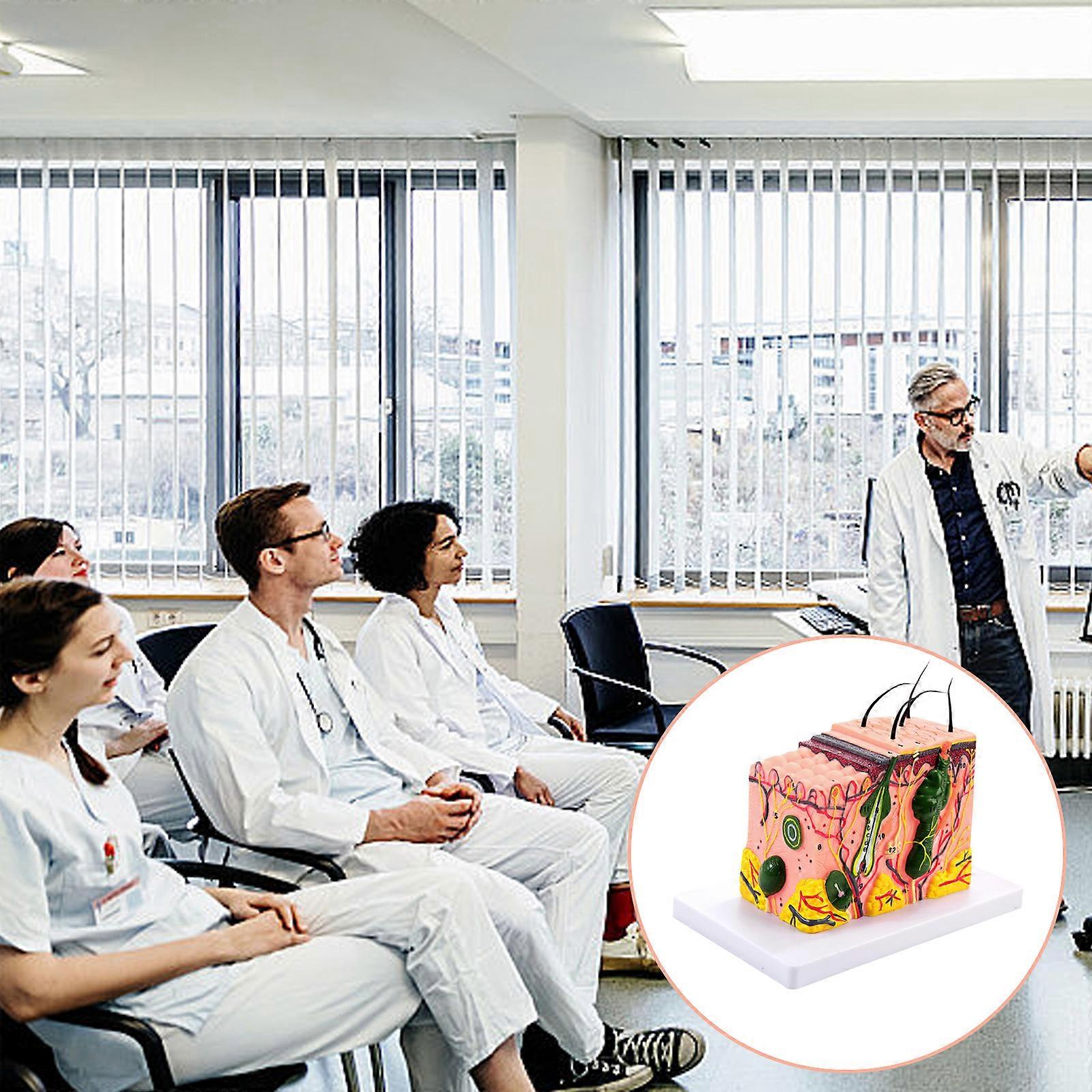 Skin Model 35/50/70/85X Skin Anatomical Model Human Skin Structure ...