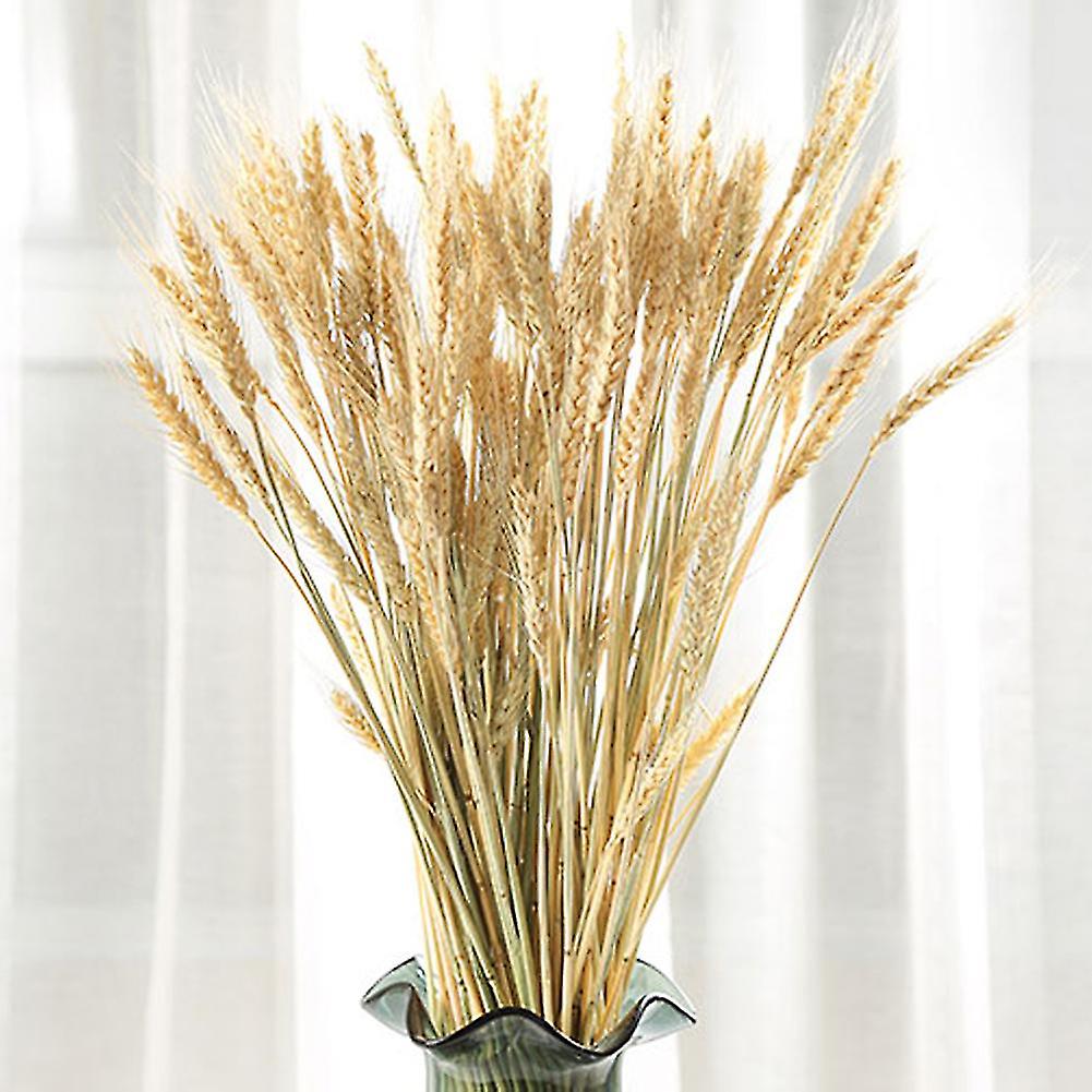 100 Stems Dried Wheat Stalks 100% Natural Wheat Decor for Home ...