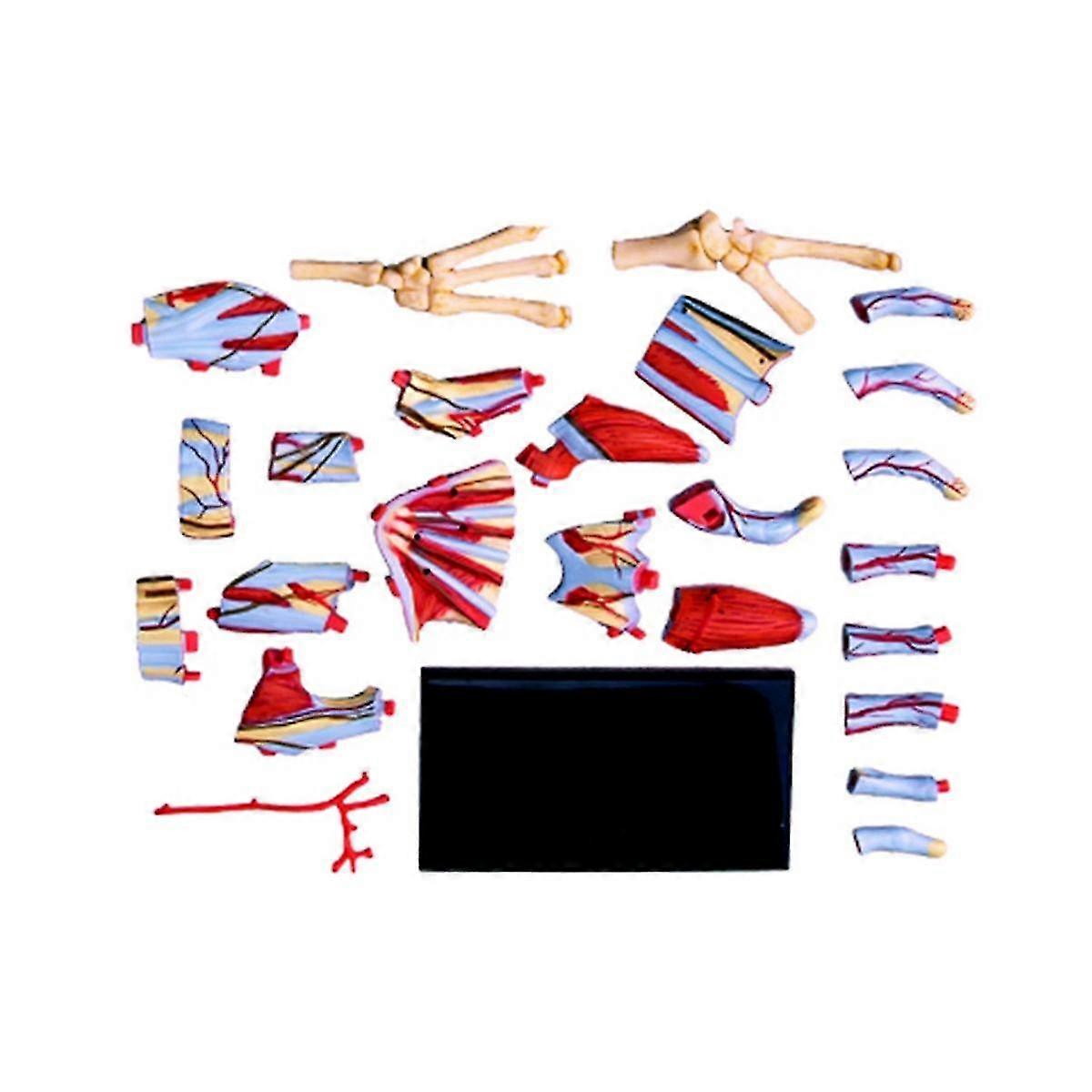 Medical-torso Human Body Model Removable Parts Education Organs Model ...