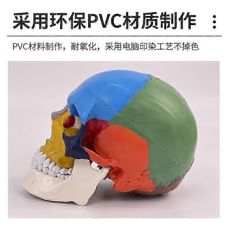 Life Size Colored Human Skull Anatomical Model for Medical Students and ...