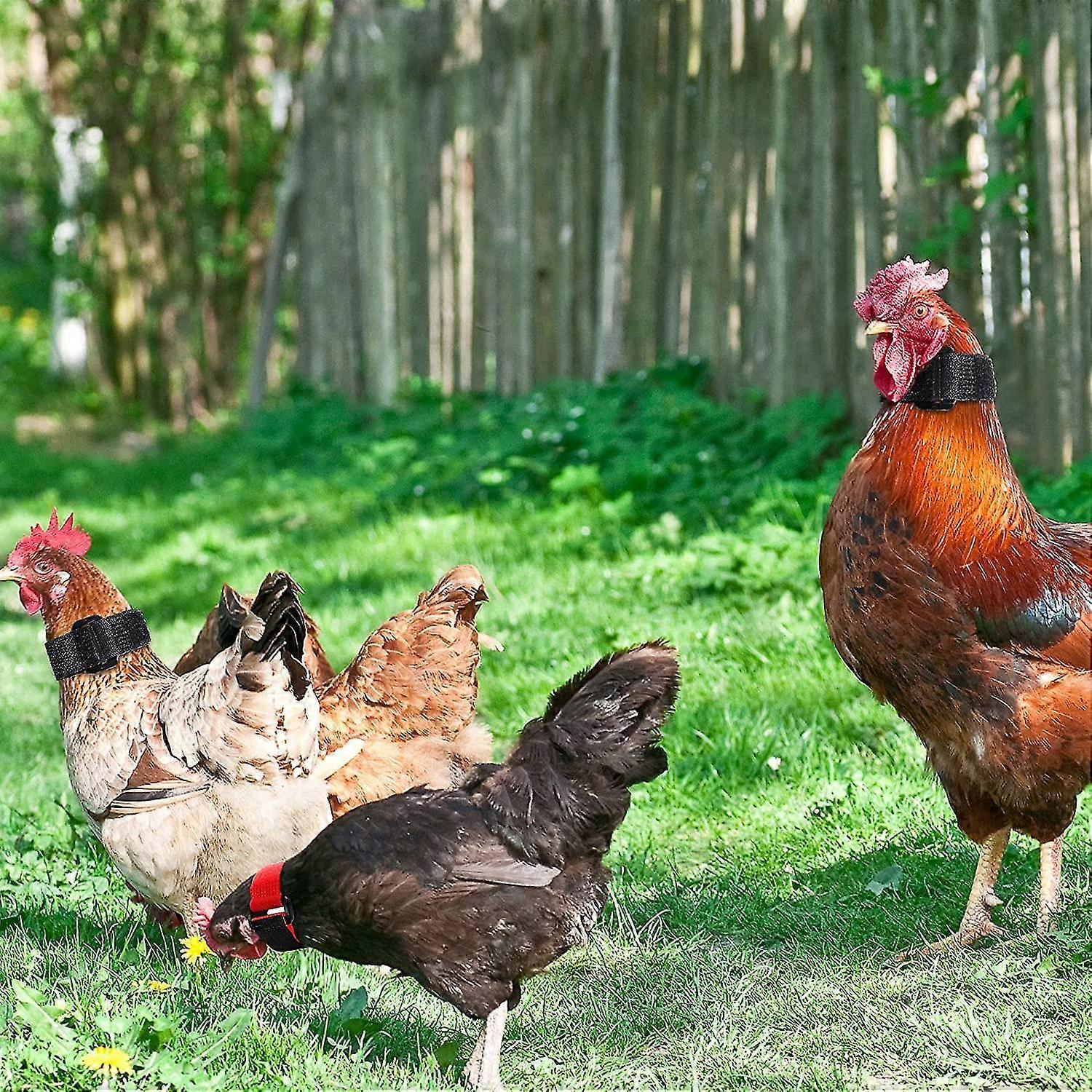 4 Pieces Rooster Collar, No Crow Chicken Collar Anti Hook Rooster ...