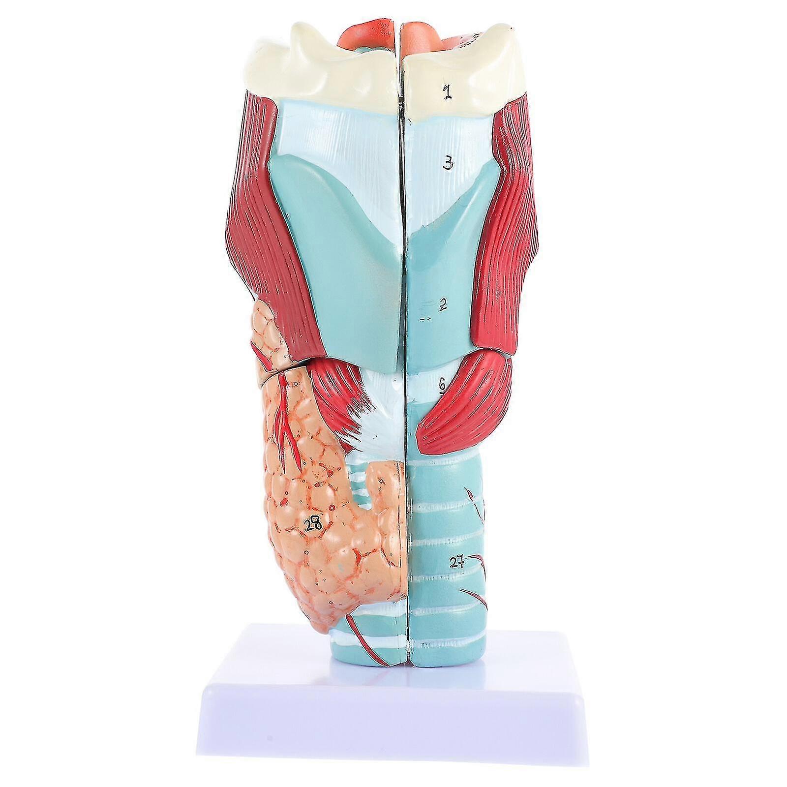 Laryngeal Model Laryngeal Model Laryngeal Model Human Anatomy Teaching ...