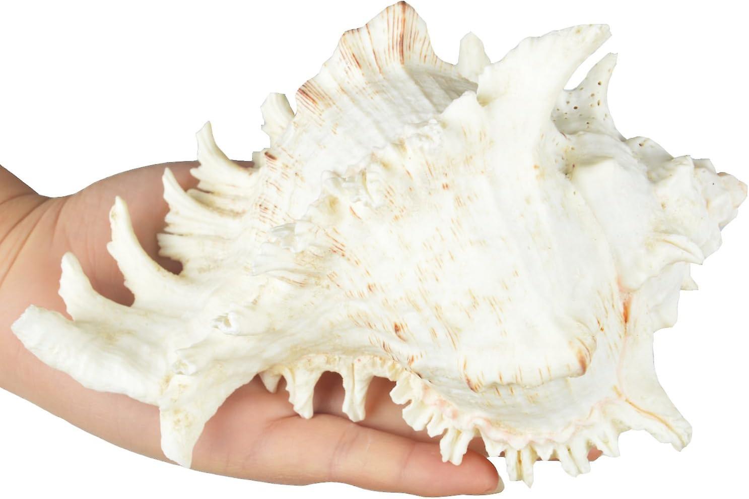 Large Natural Sea Shells, Huge Ocean Conch 7-8 Inches Jumbo Seashells ...