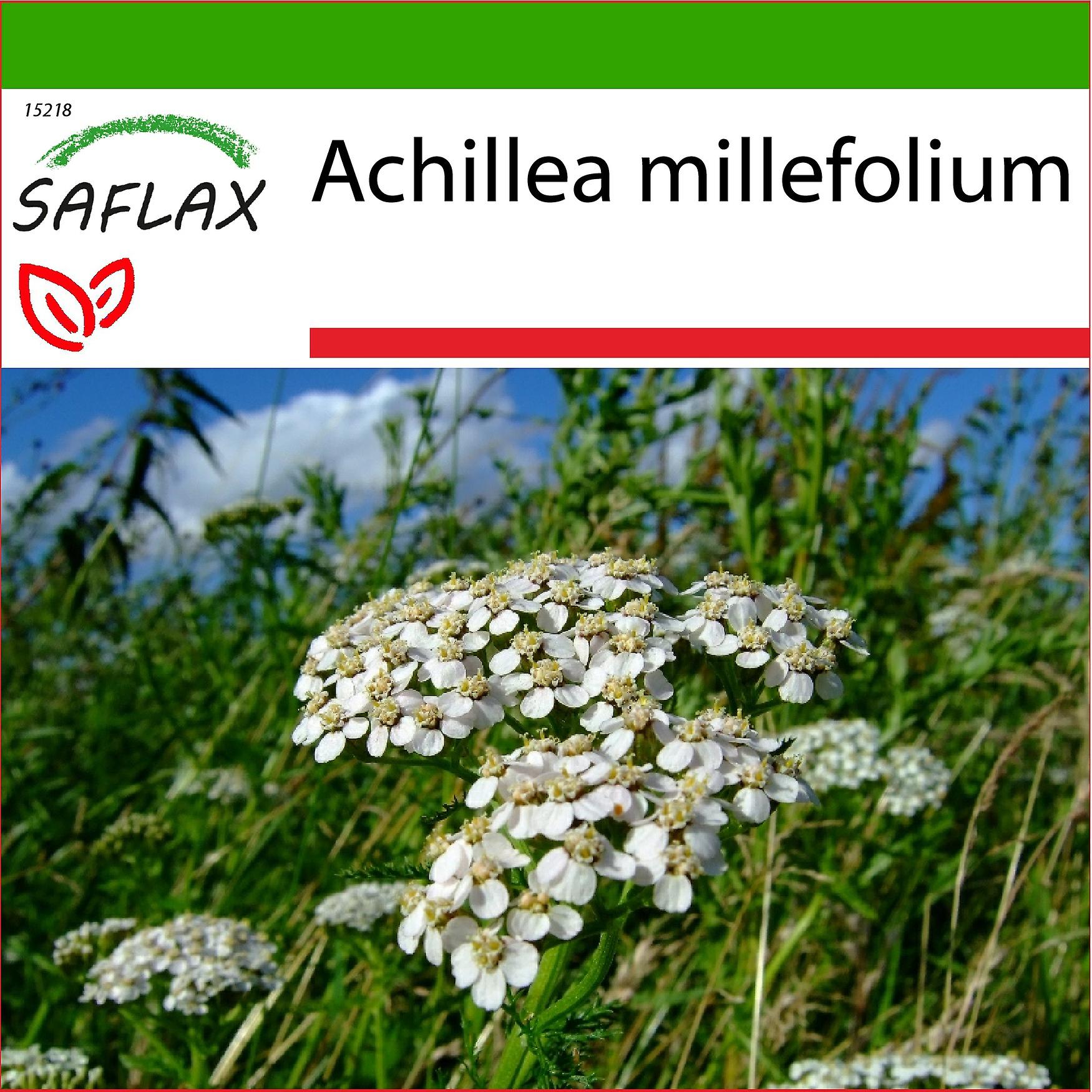 Saflax - 200 seeds - With substrate - Common Yarrow - Achillée ...